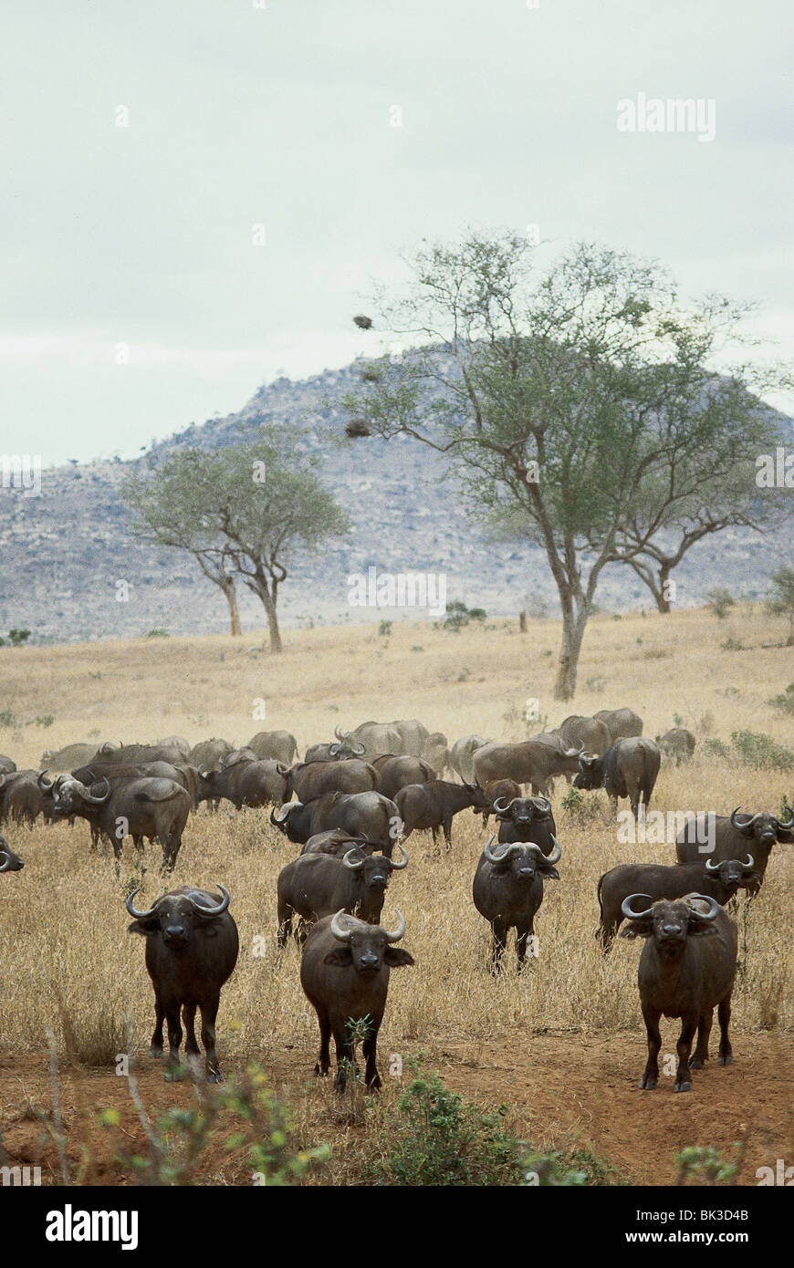 Cape Buffalo, Kenya Stock Photo - Alamy
