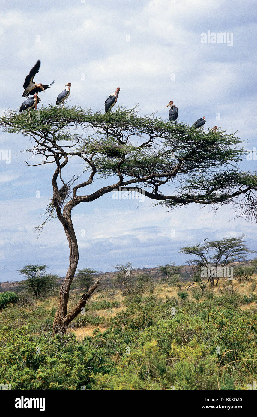 Acacia tree with marabu storks hi-res stock photography and images - Alamy