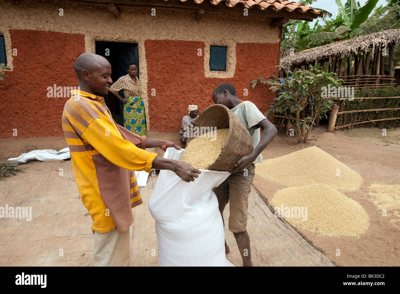 Harvested rice grain hi-res stock photography and images - Alamy