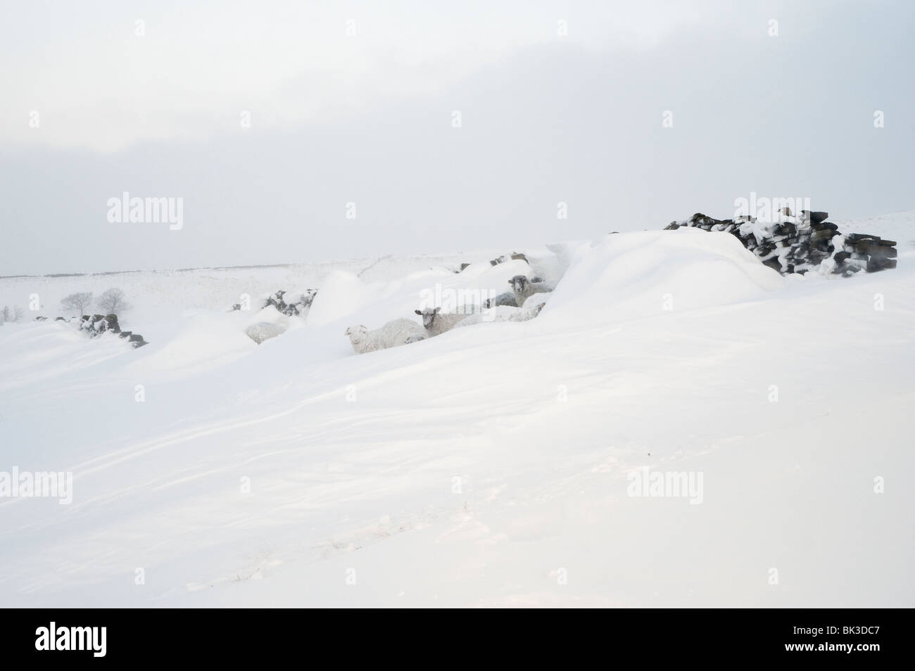 Blown Snow High Resolution Stock Photography and Images - Alamy