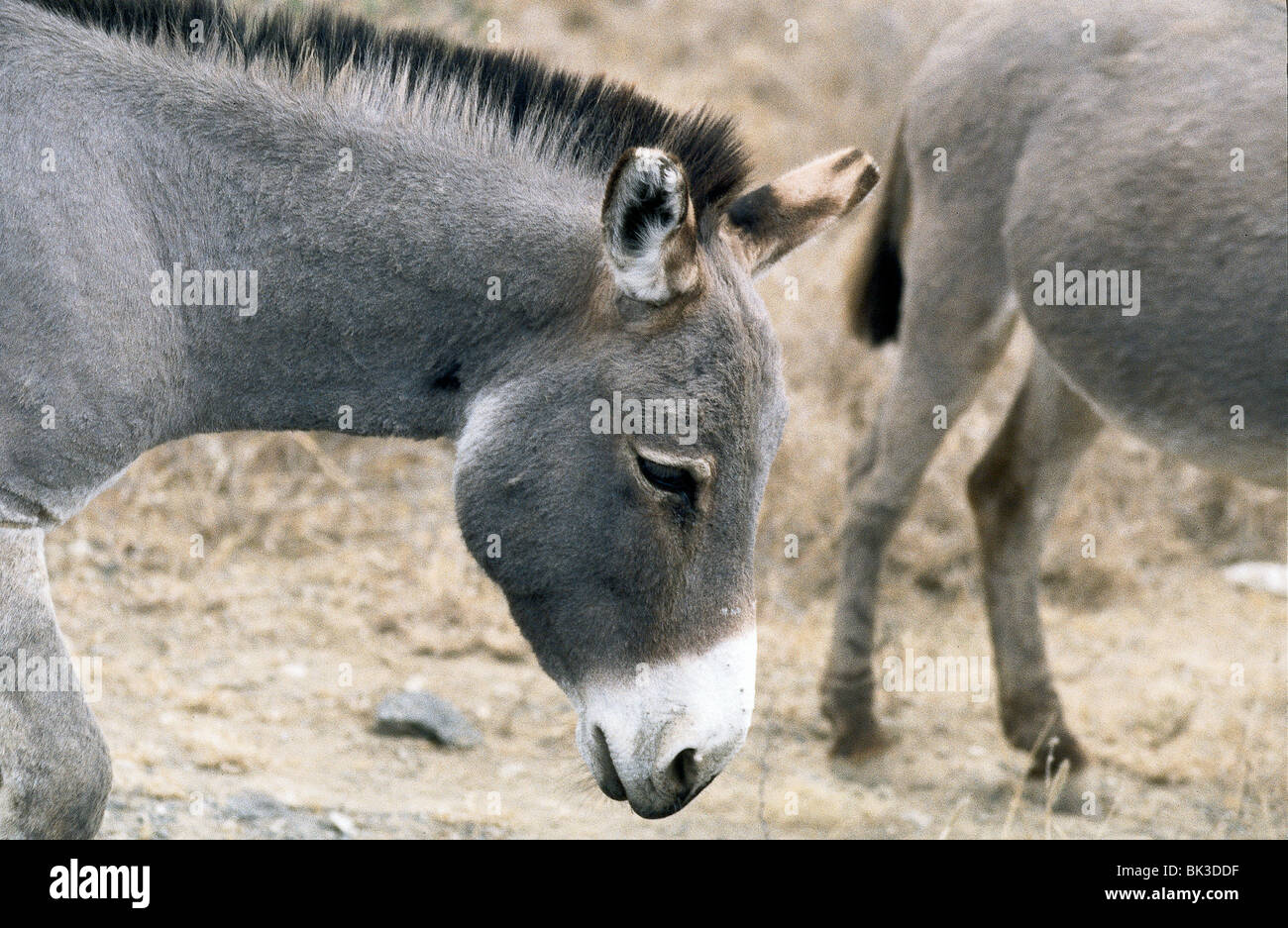 Donkey head profile hi-res stock photography and images - Alamy
