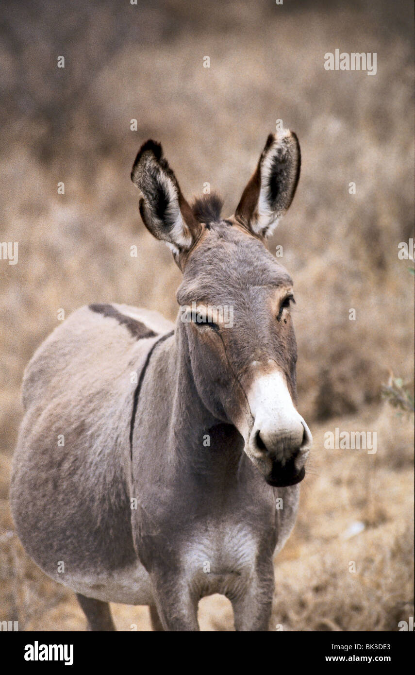 Donkey head profile hi-res stock photography and images - Alamy