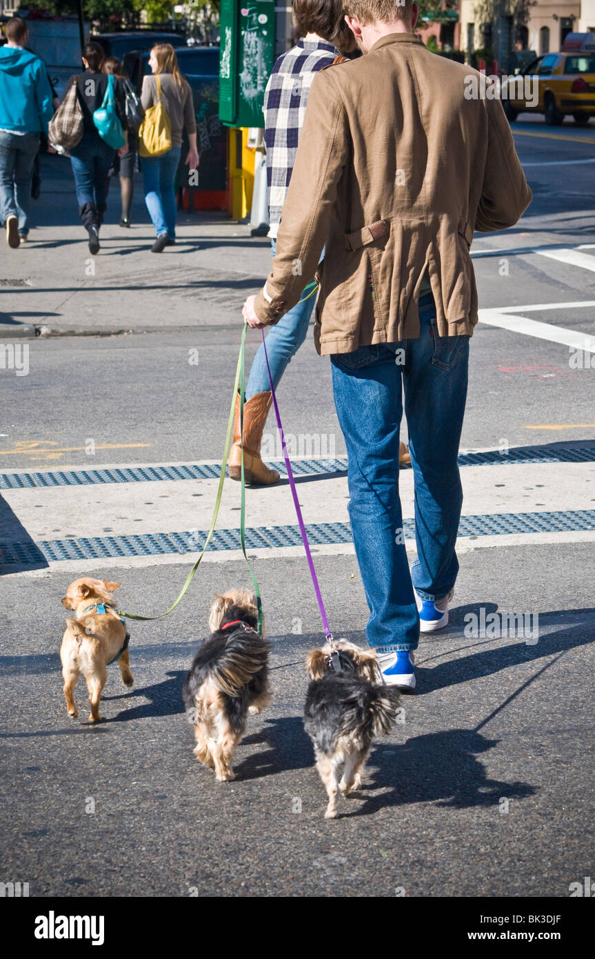 Man walks three small dogs in NYC Stock Photo - Alamy