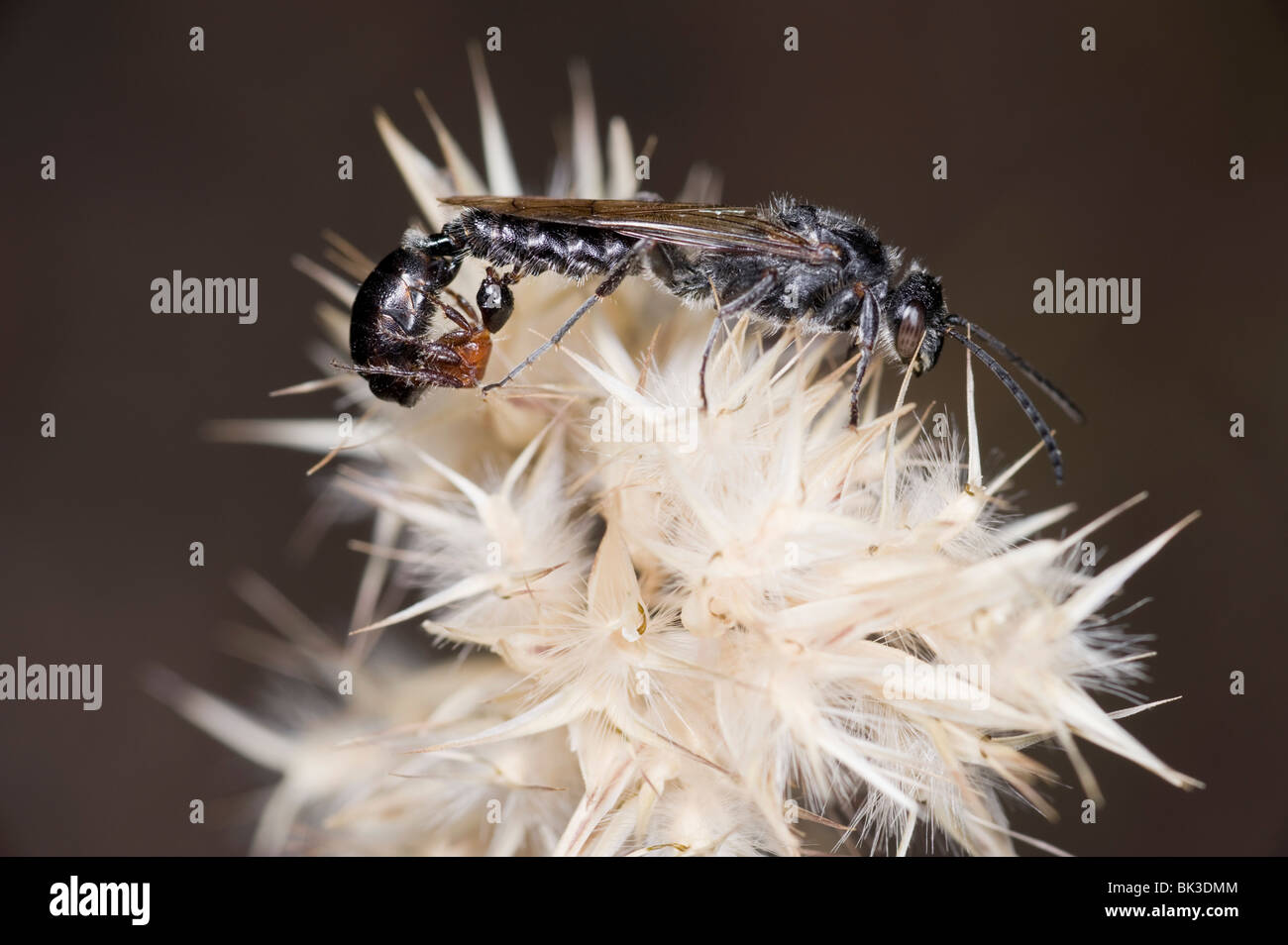 Mating flower wasps on wallaby grass seed head Stock Photo - Alamy