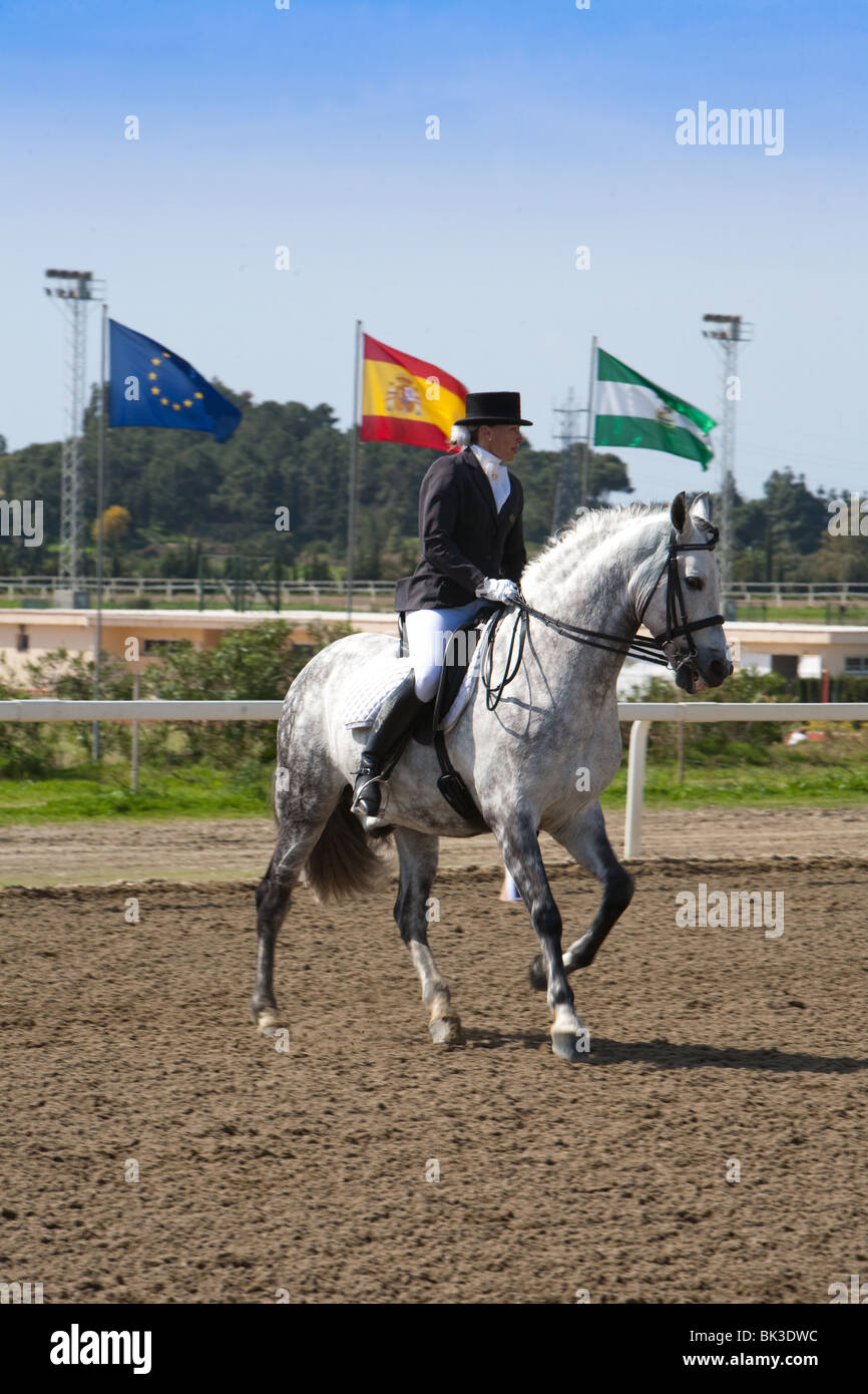 Purebred Spanish Horse Stock Photo - Alamy