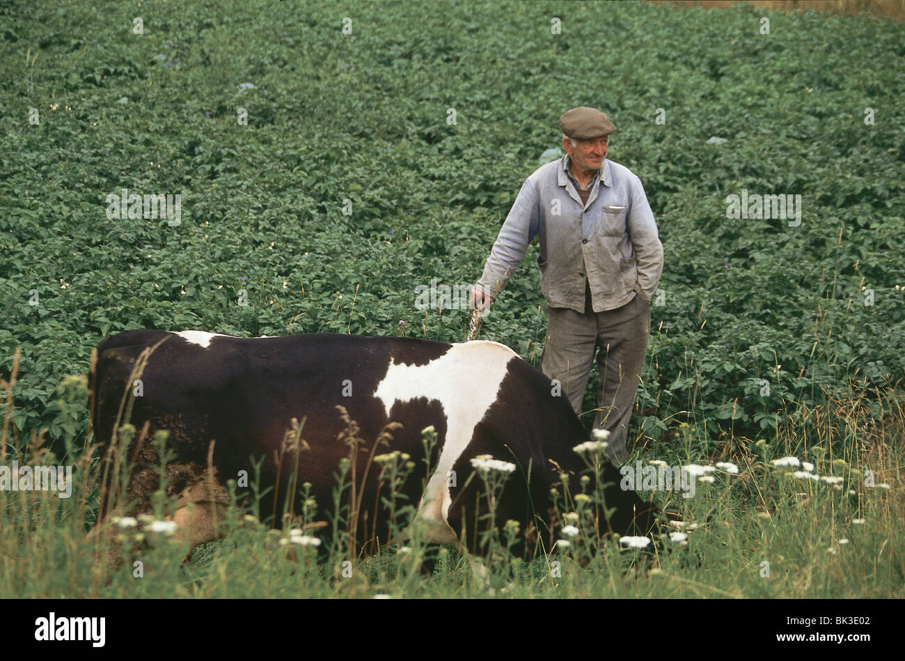 Farmer with dairy cow, Poland Stock Photo - Alamy