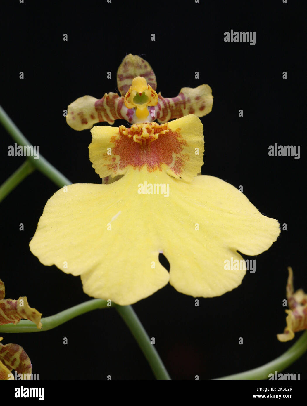 Oncidium hi-res stock photography and images - Alamy