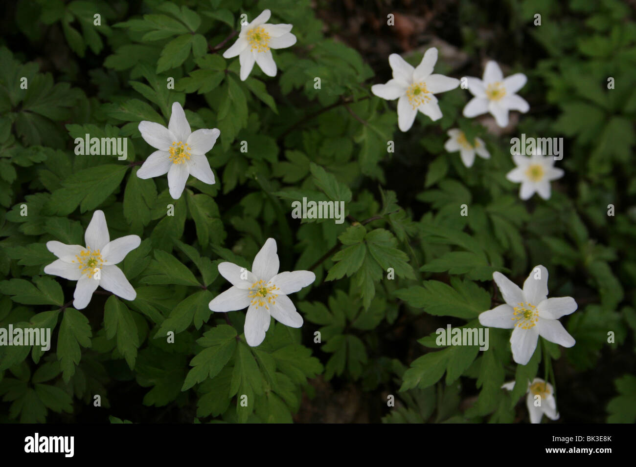 A Carpet Of Wood Anemones Anemone nemorosa Taken at Dibbinsdale LNR ...