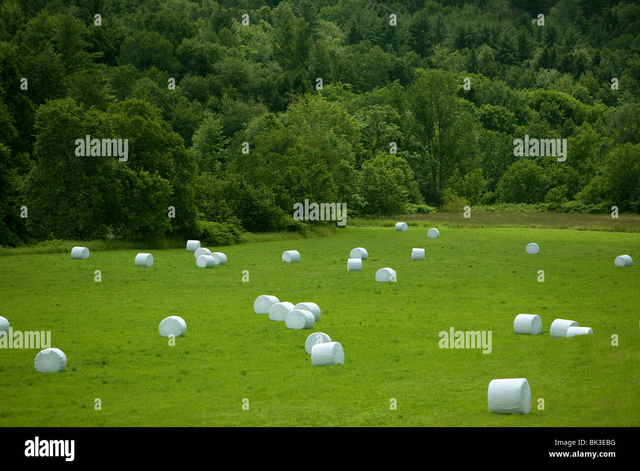 Hay ball in green grass field Stock Photo - Alamy
