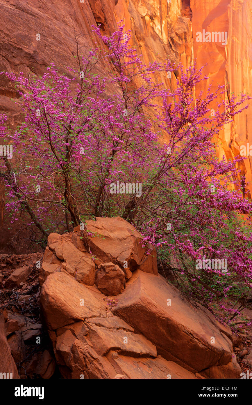 Bud formation hi-res stock photography and images - Alamy