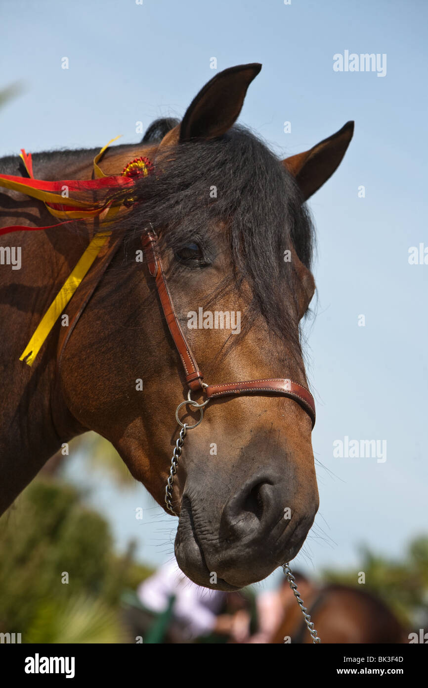 Horse Pure Spanish Race Stock Photo - Alamy
