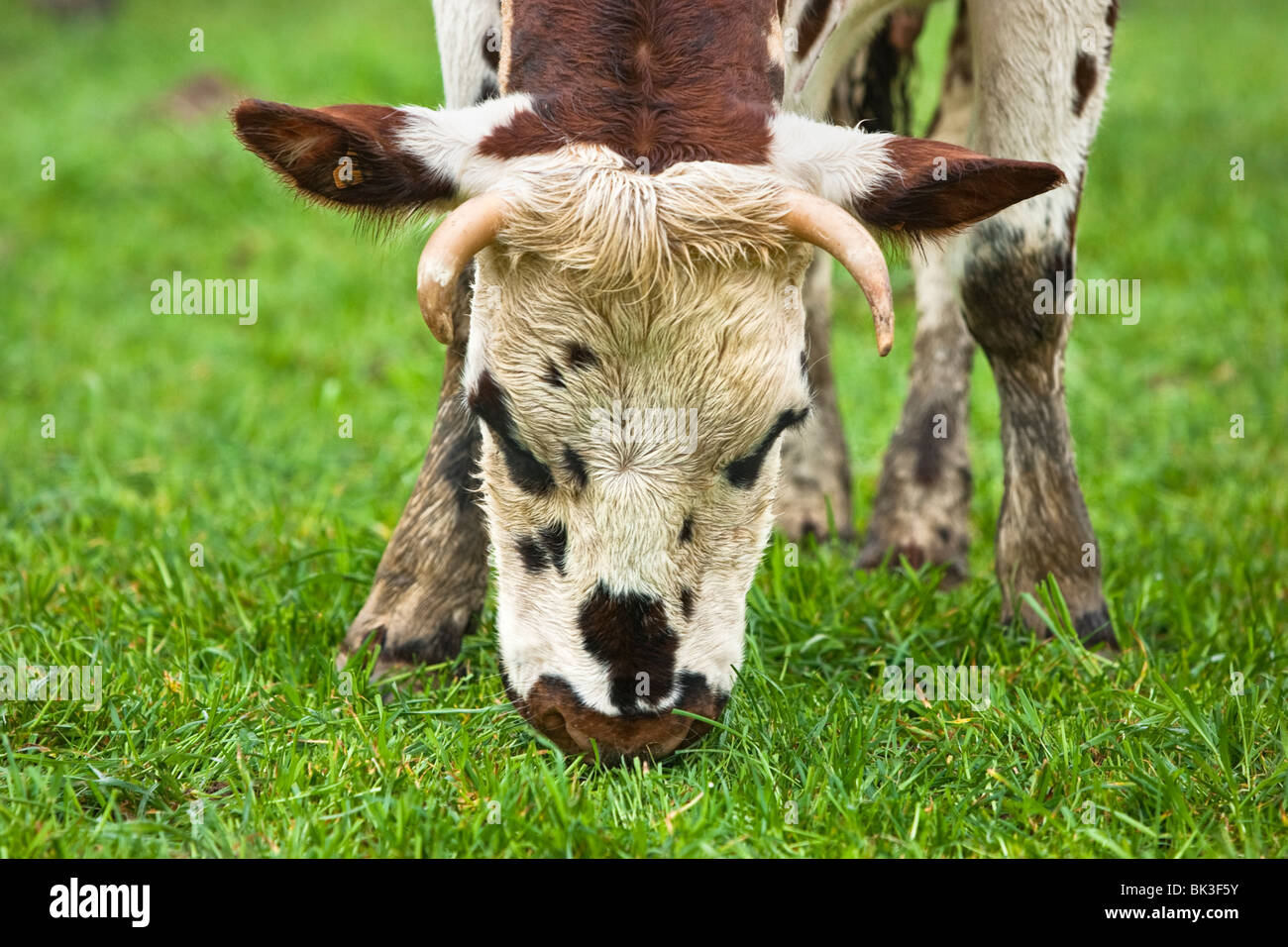 Normande Cattle High Resolution Stock Photography and Images - Alamy