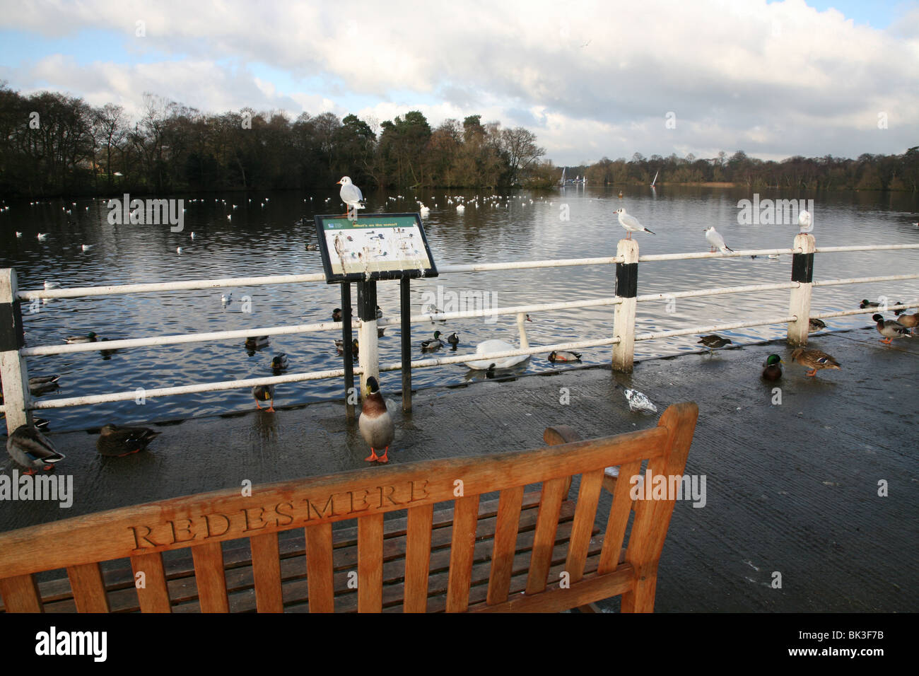 A bench or seat at the edge of Redes Mere or Redesmere Pool, Cheshire ...