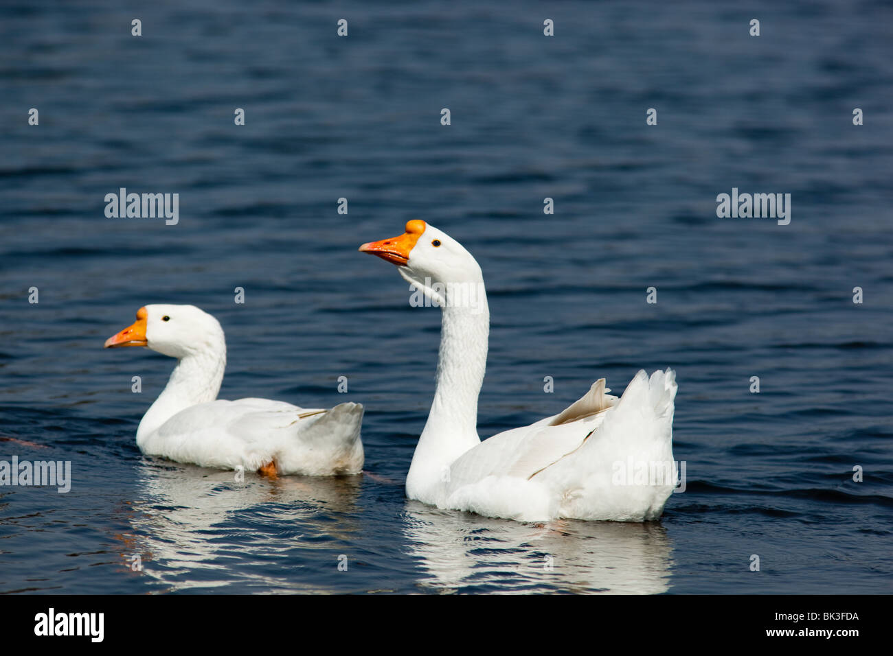 The pair of white geese floats in water Stock Photo - Alamy