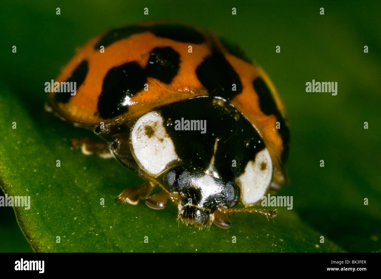 Harmonia Axyridis High Resolution Stock Photography and Images - Alamy