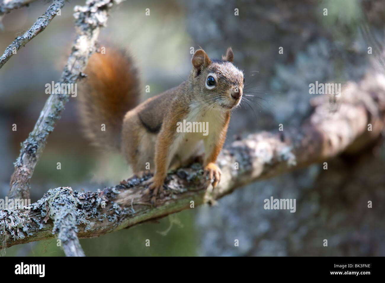 Red Squirrel (Tamiasciurus hudsonicus Stock Photo - Alamy