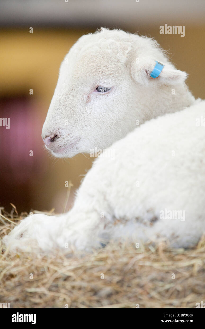 A White Faced Woodland lamb laying down on straw in a shed Stock Photo ...