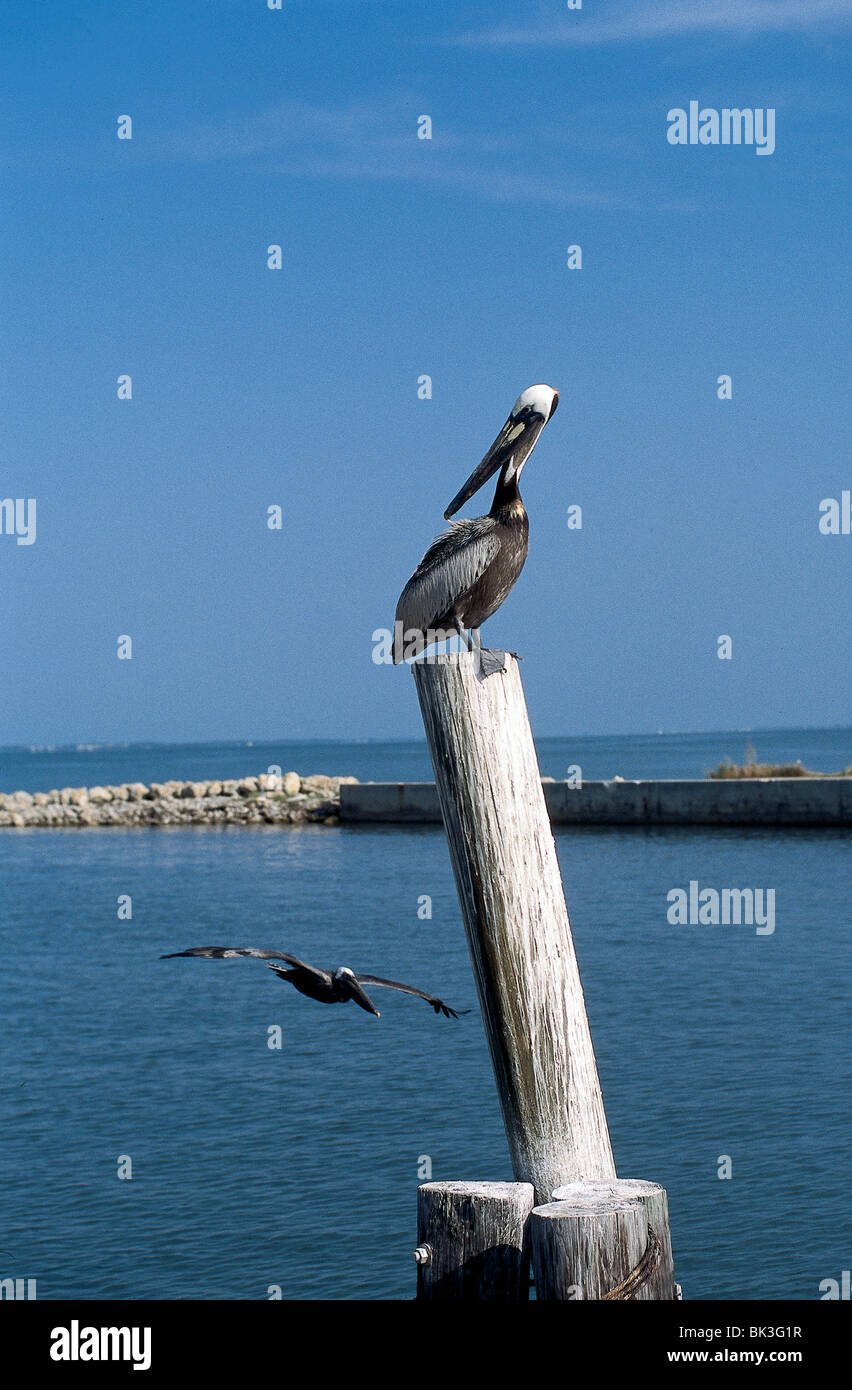 Pelican sitting on post in hi-res stock photography and images - Alamy