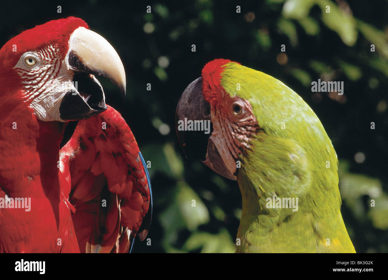 Scarlet McCaw and Great Green McCaw birds in Sarasota, Florida, United ...