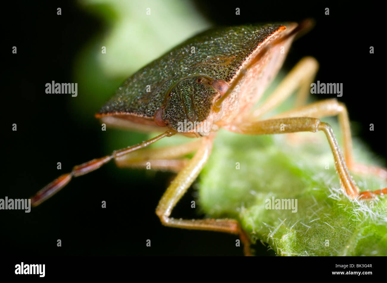 Green shieldbug on leaf. Palomina Prasina, Order Hemiptera sub order ...