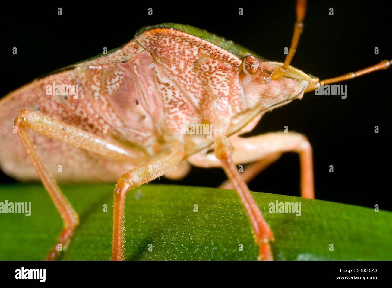 Green shieldbug on leaf. Palomina Prasina, Order Hemiptera sub order ...