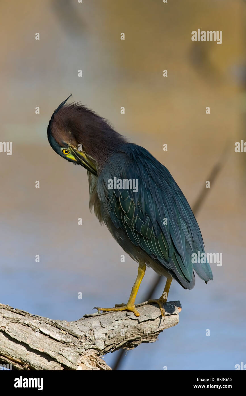 Bird preening feathers pond plumage hi-res stock photography and images ...