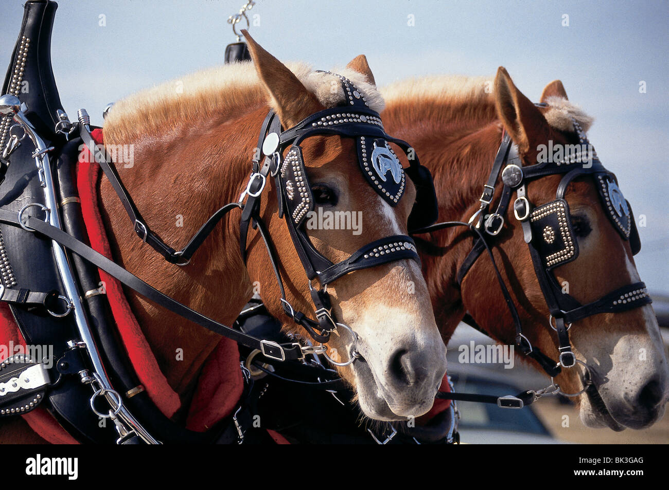 Circus Horses High Resolution Stock Photography and Images - Alamy