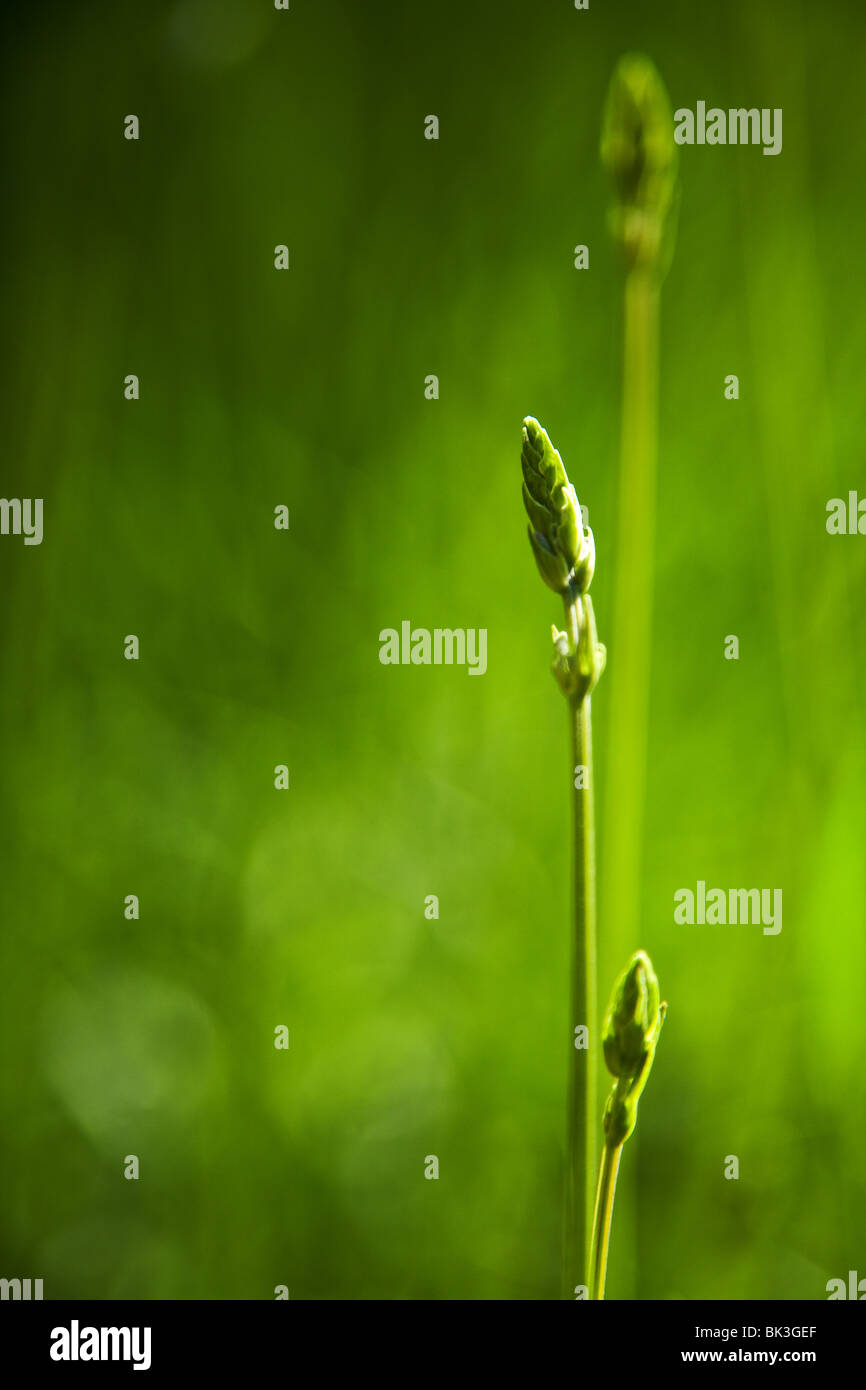 Bokah green background hi-res stock photography and images - Alamy