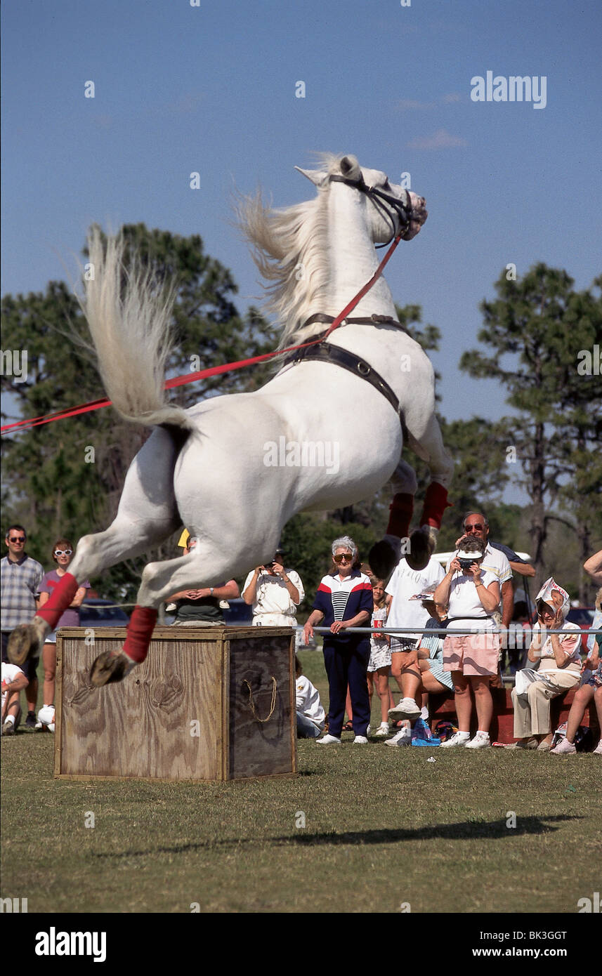 Lipizzaner stallions hi-res stock photography and images - Alamy