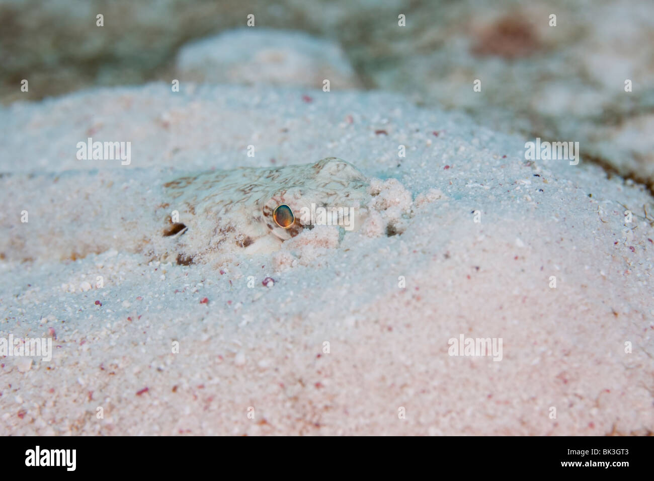 Sand Diver (Synodus intermedius), partially burried on the sandy bottom ...