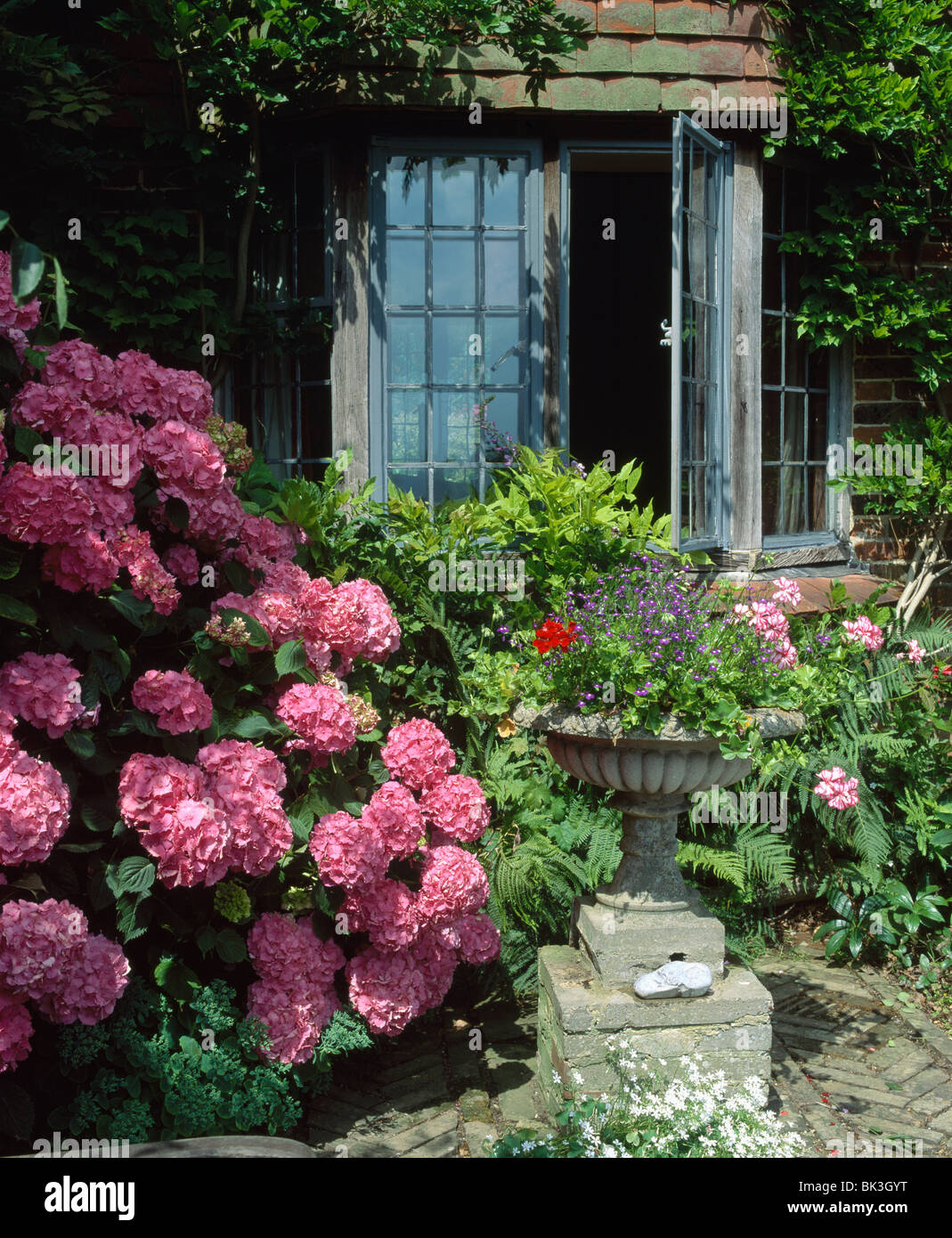 Pink hydrangea growing in border below an open casement window Stock ...