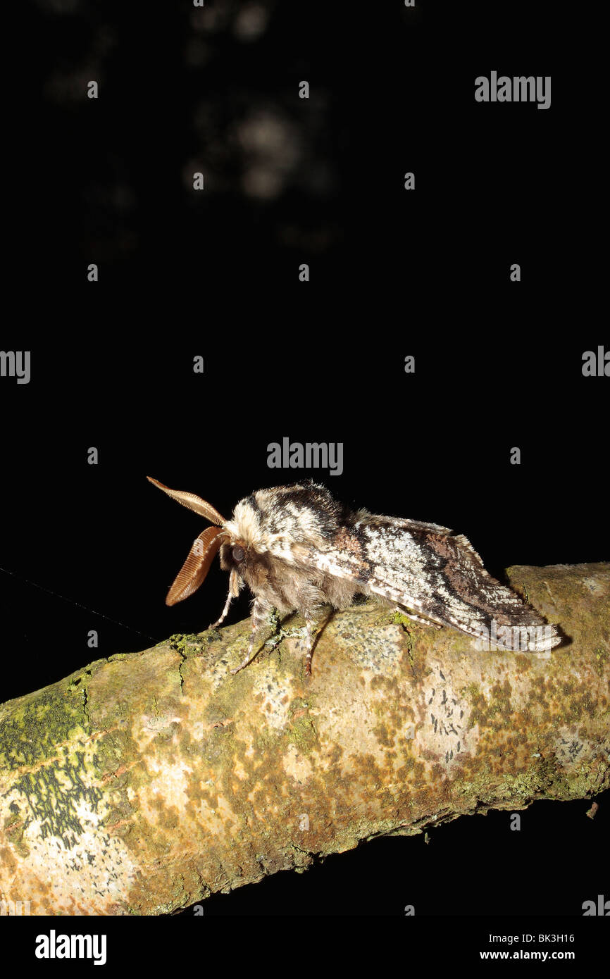 Moths body hi-res stock photography and images - Alamy