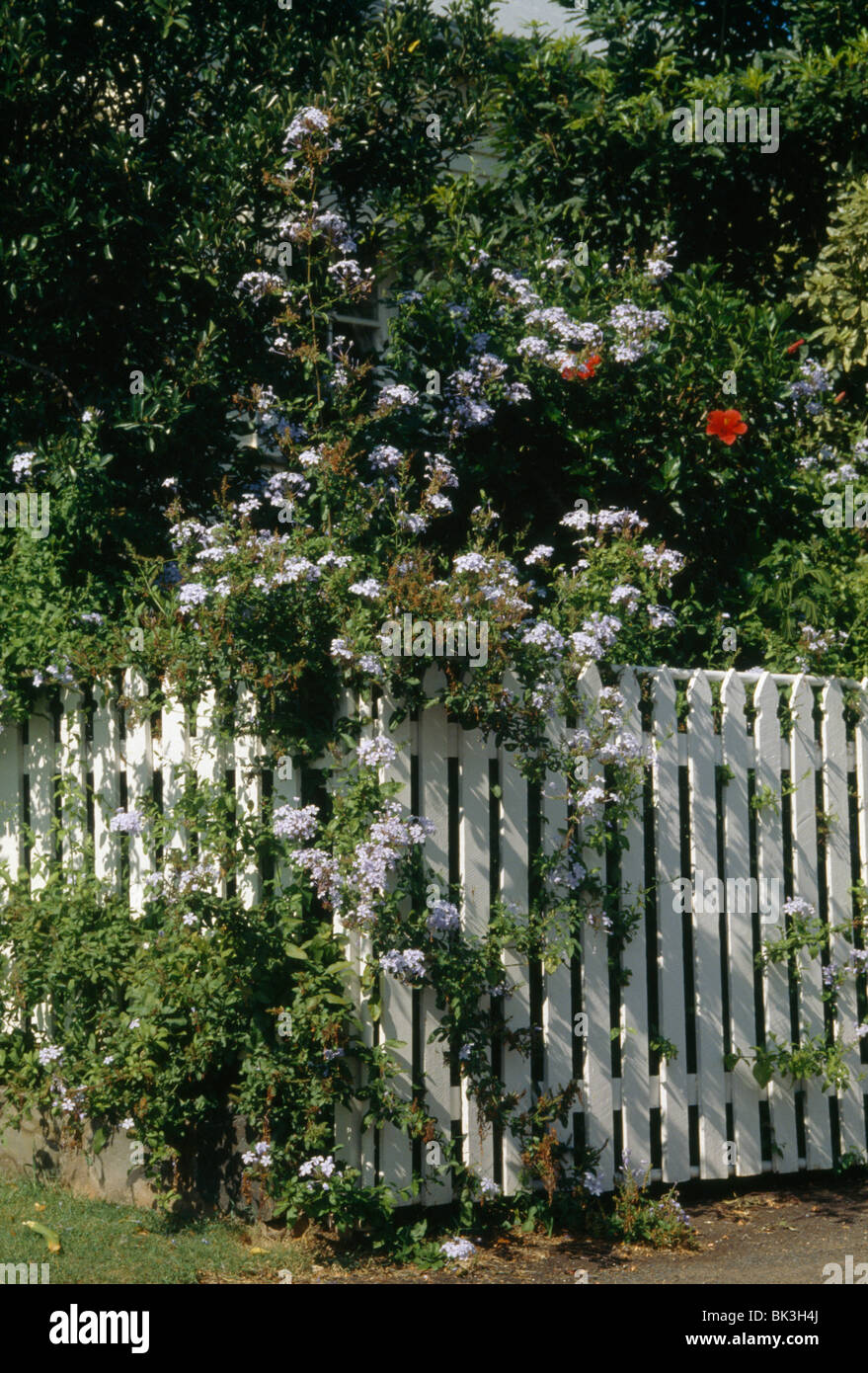 White picket fence overhung with pale plumbago in large summer garden ...