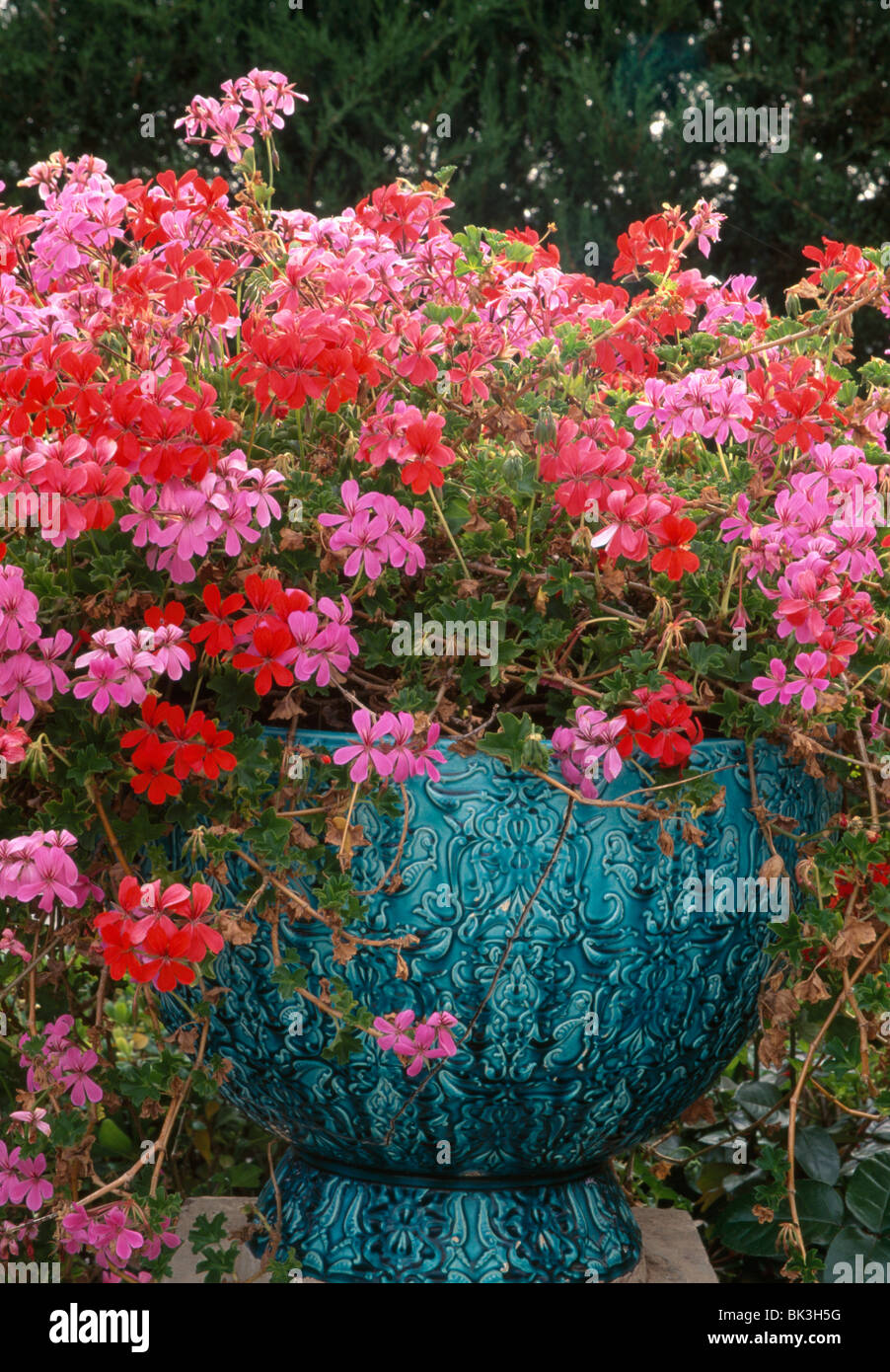 Close-up of pink and red geraniums in large turquoise glazed pot Stock ...