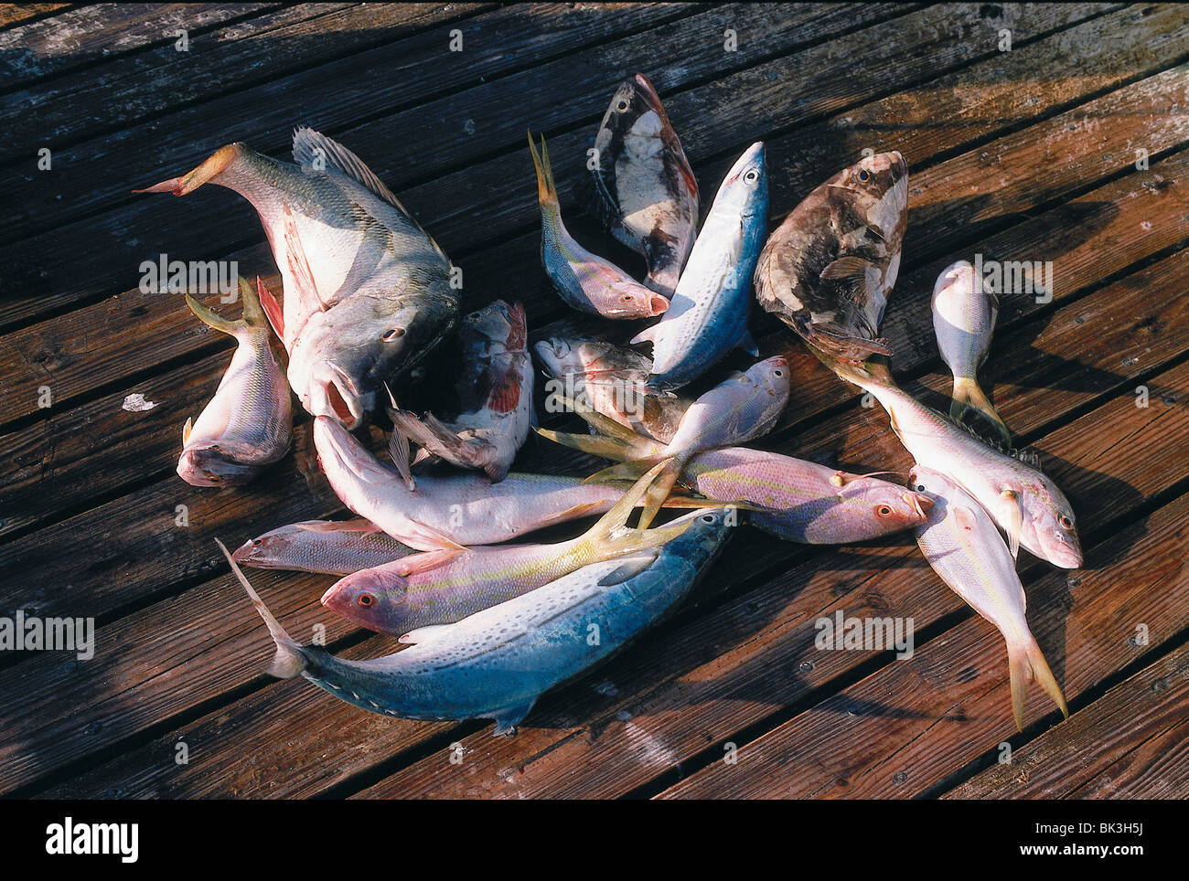 Dry Tortugas Fishing