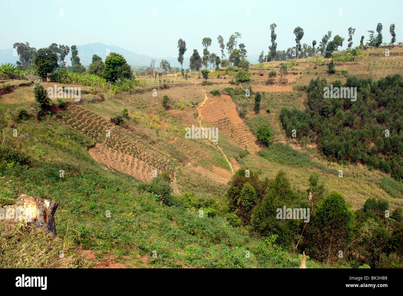 Steep farmed hillside. Butare region, southern Rwanda Stock Photo - Alamy