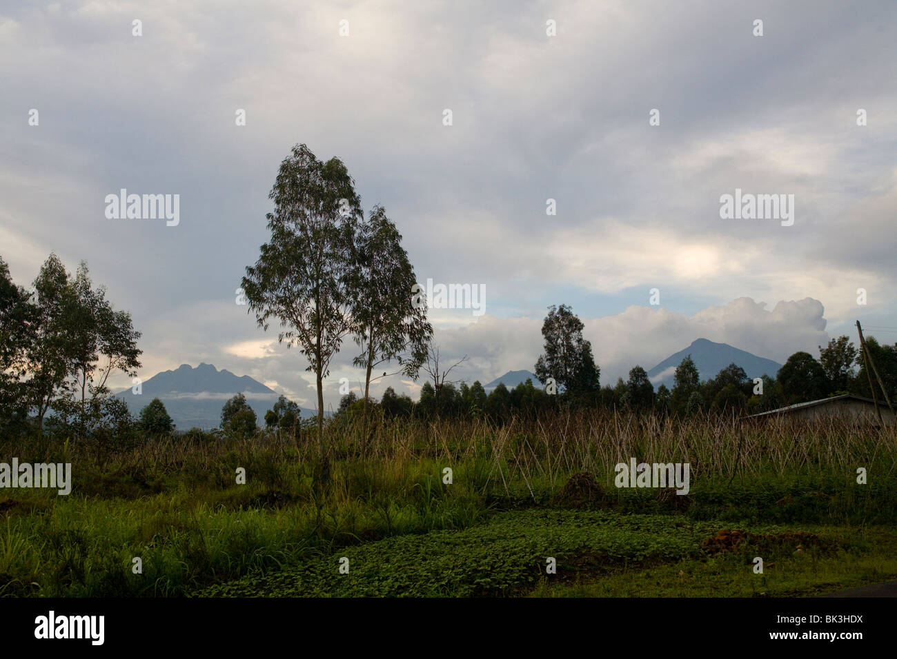 Karisimbi volcano, Virunga National Park, Rwanda. Home of mountain ...