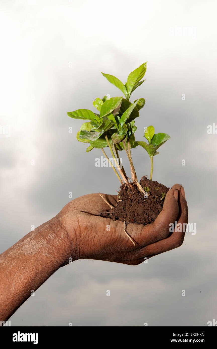 African farmers working with Coffee plants. Rwanda Stock Photo - Alamy