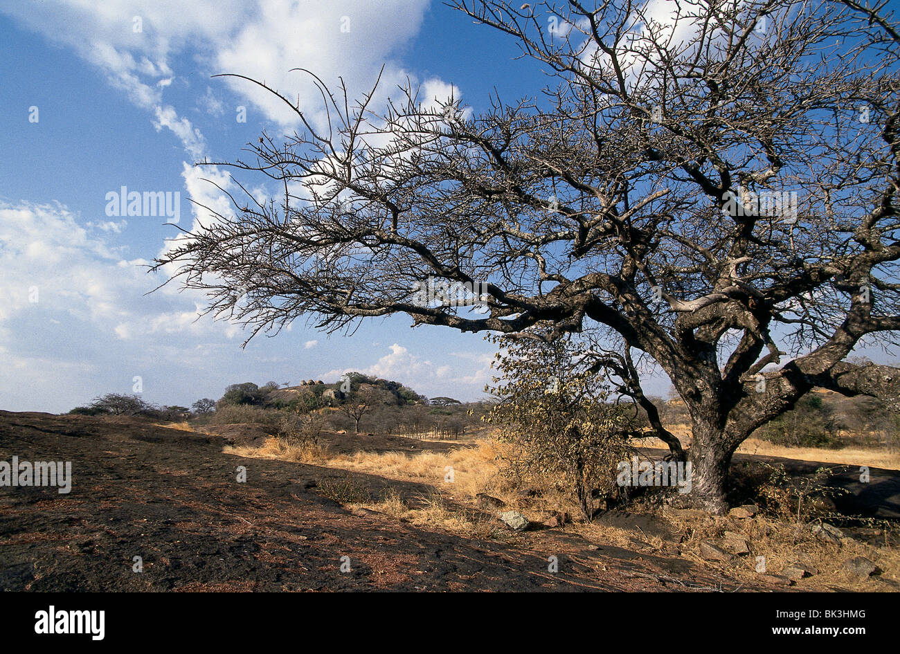 Landscape with an Acacia tree in the Serengeti National Park, Mara ...