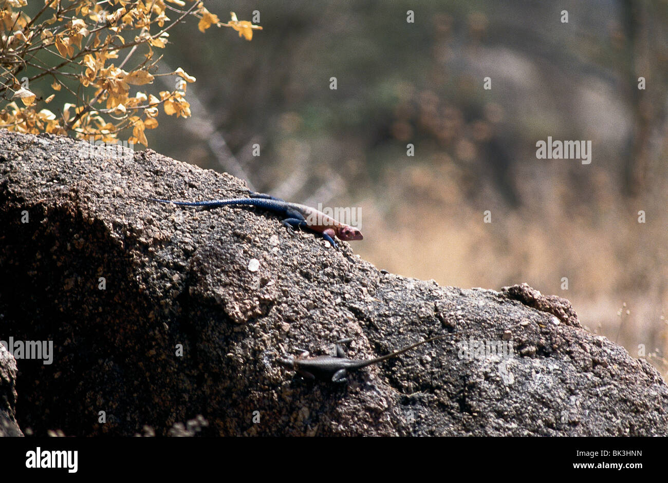 Agama lizard in serengeti national park hi-res stock photography and ...