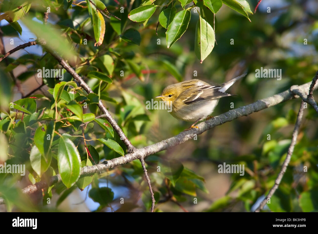 Blackpoll Warbler (Dendroica striata), first fall female Stock Photo ...