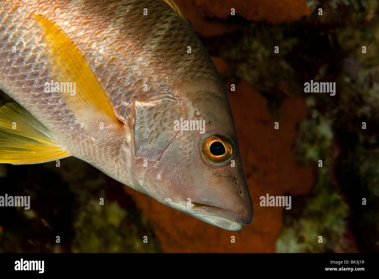 Juvenile Schoolmaster Snapper