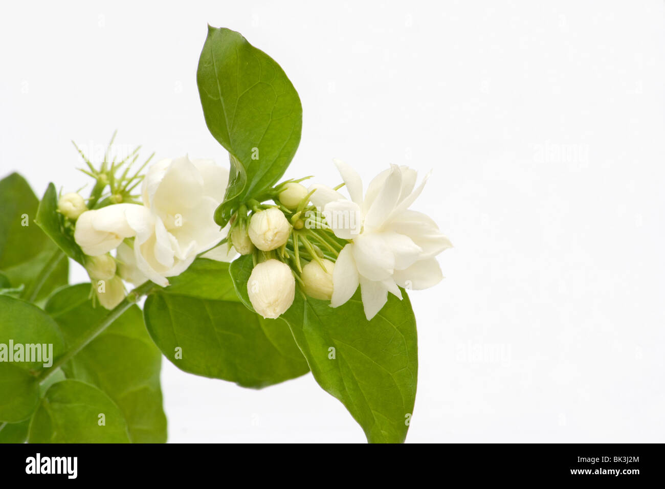 Blossom jasmine flowers on Cut Out Stock Images & Pictures - Alamy
