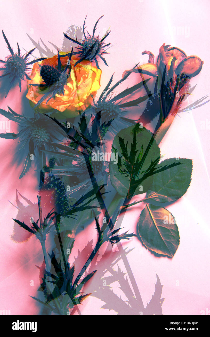 Multi layered flowers hi-res stock photography and images - Alamy