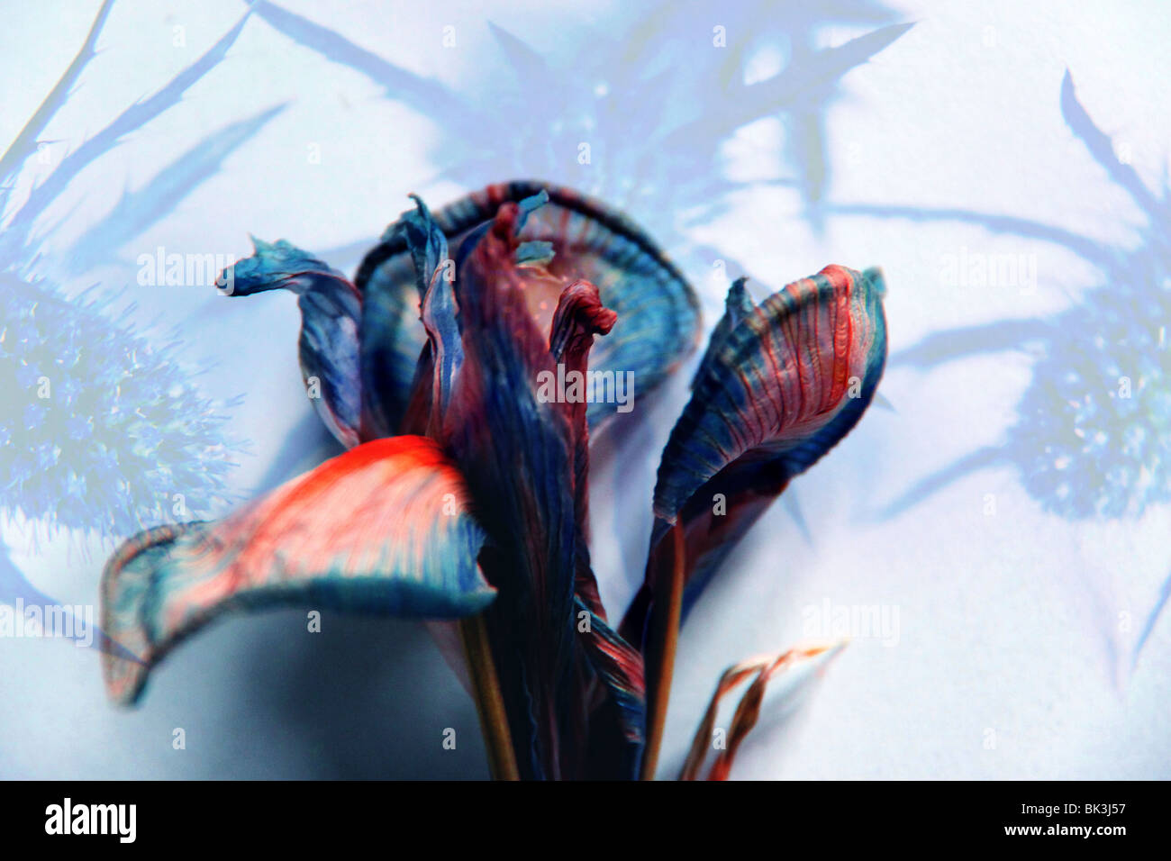 Abstract Thistle High Resolution Stock Photography and Images - Alamy