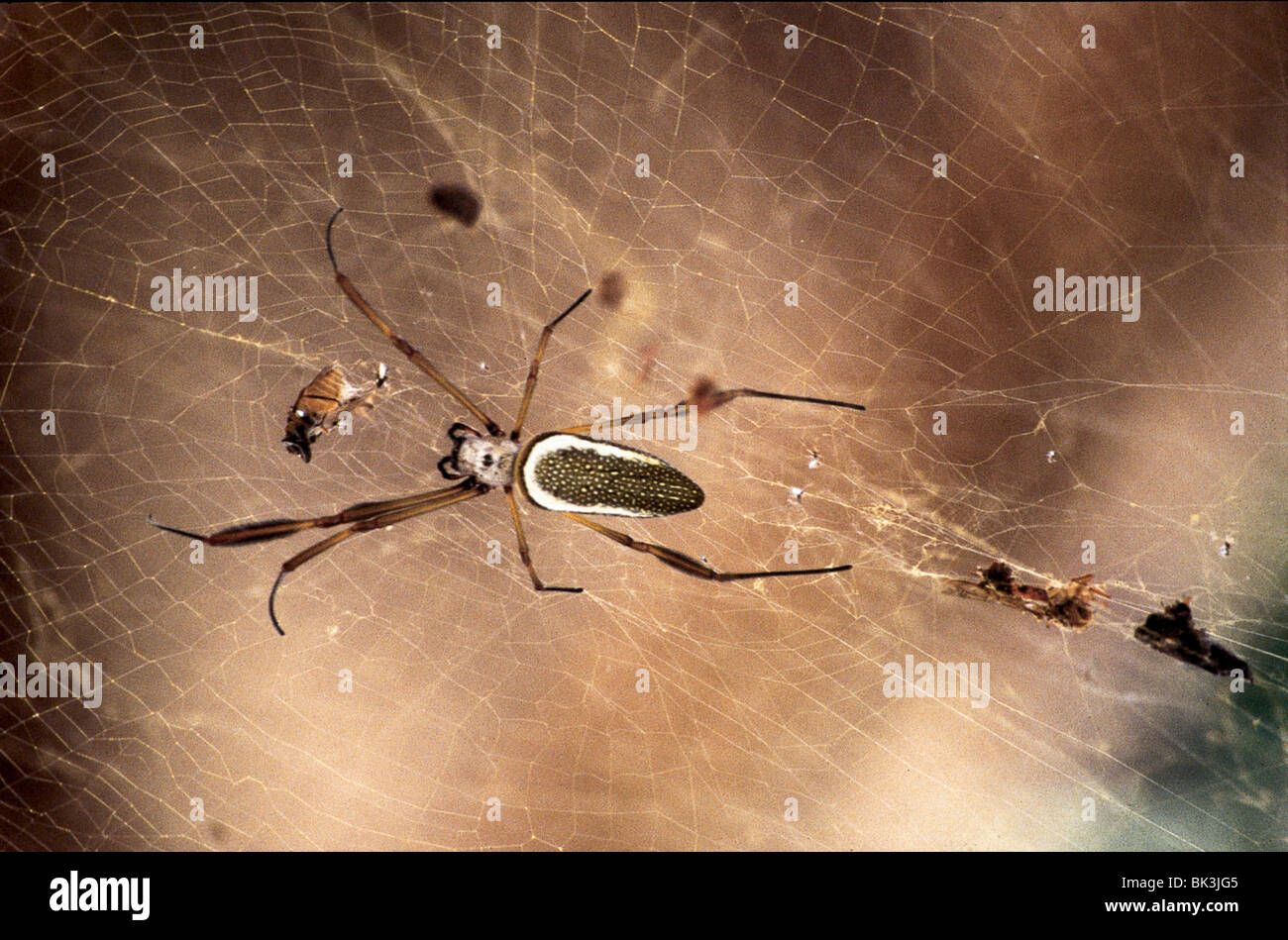 Nephila Spider and Spider Web in Venezuela, South America Stock Photo ...
