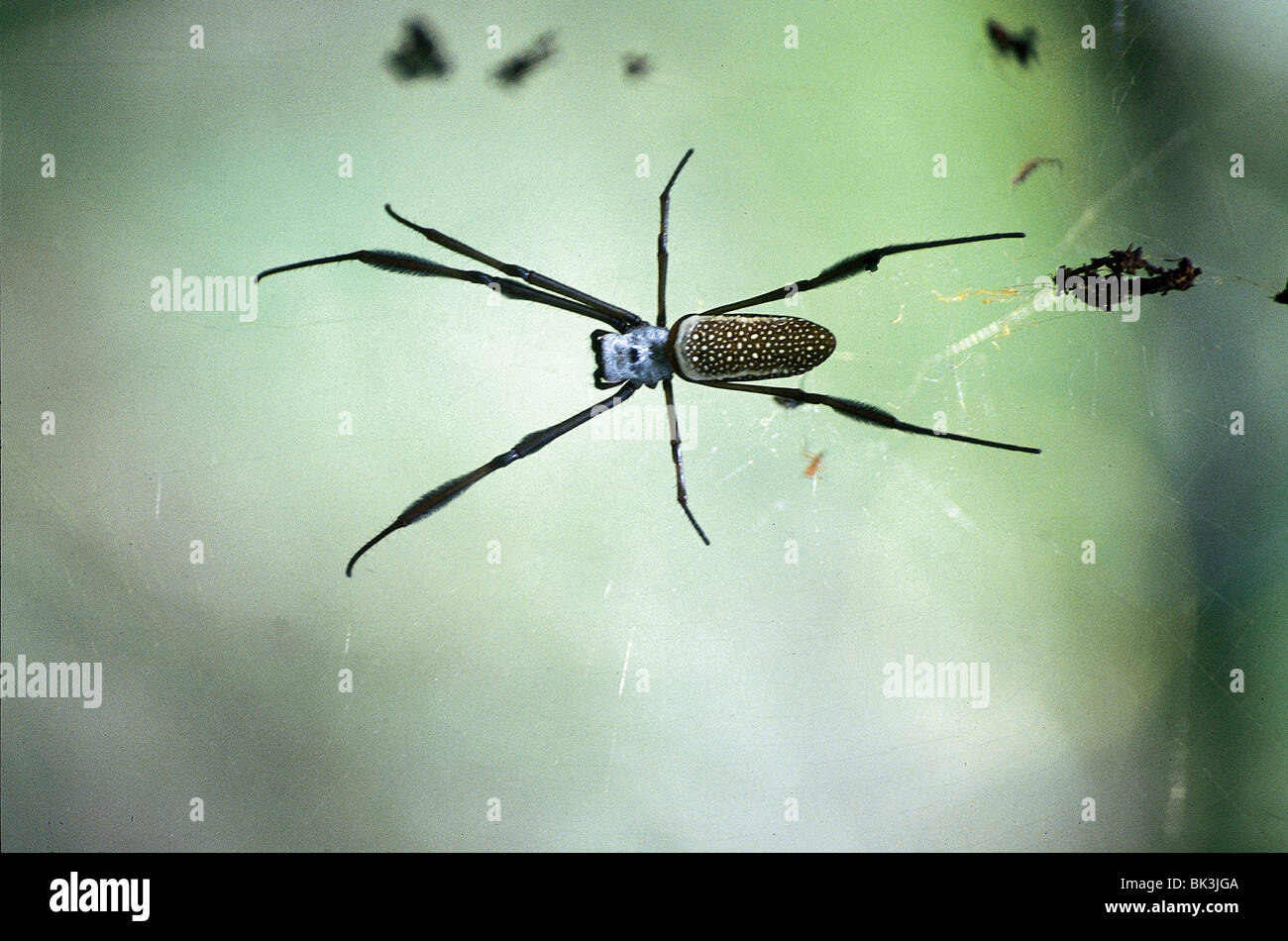 Close-up of a Nephila Spider in Venezuela, South America Stock Photo ...