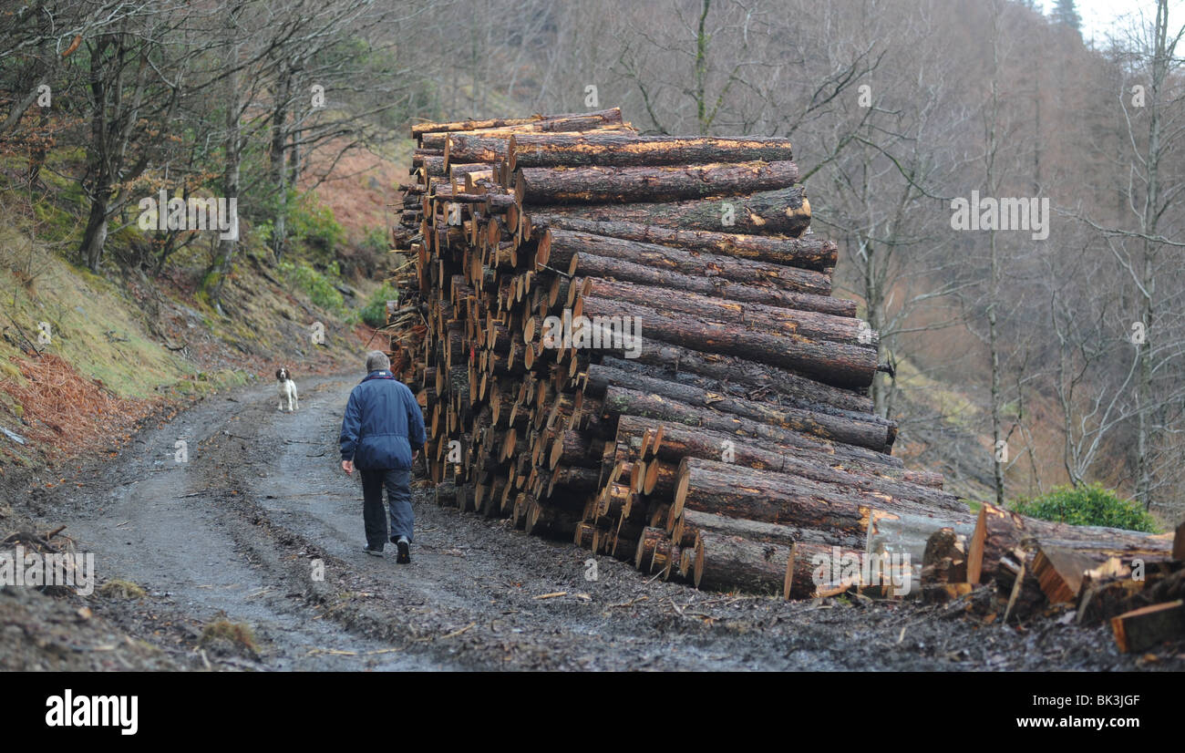 A MAN WALKS PAST CUT DOWN LOGS IN A FOREST LOGGING OPERATION IN WALES ...