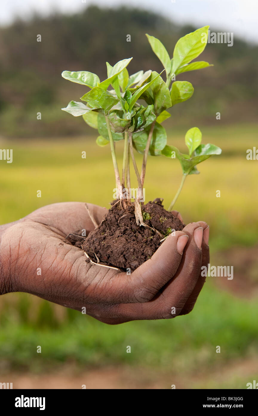 Young coffee plants held in a farmers hand. Rwanda Stock Photo - Alamy