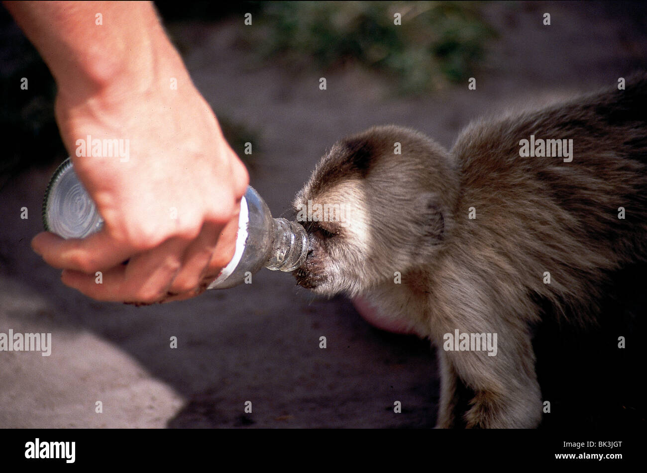 Wedge-capped capuchin monkey or Guianan weeper capuchin (Cebus ...